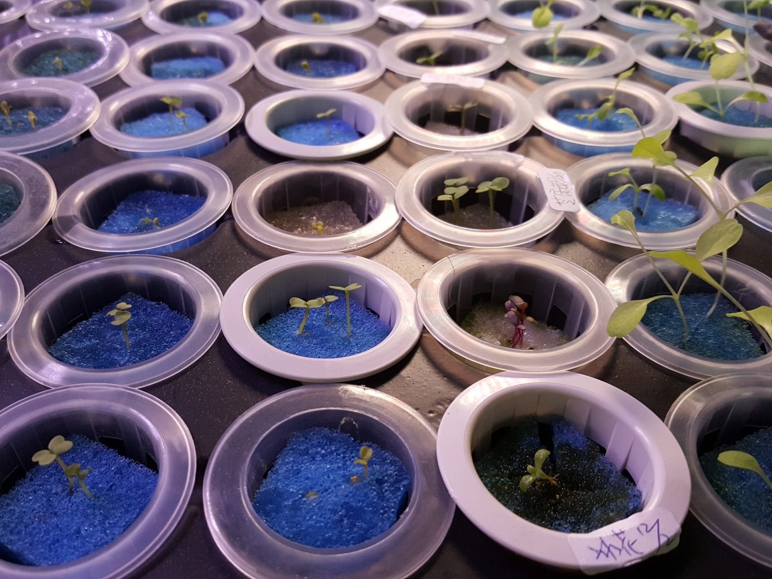 Best Hydroponic Growing Medium | A Complete Guide - GrowYour420